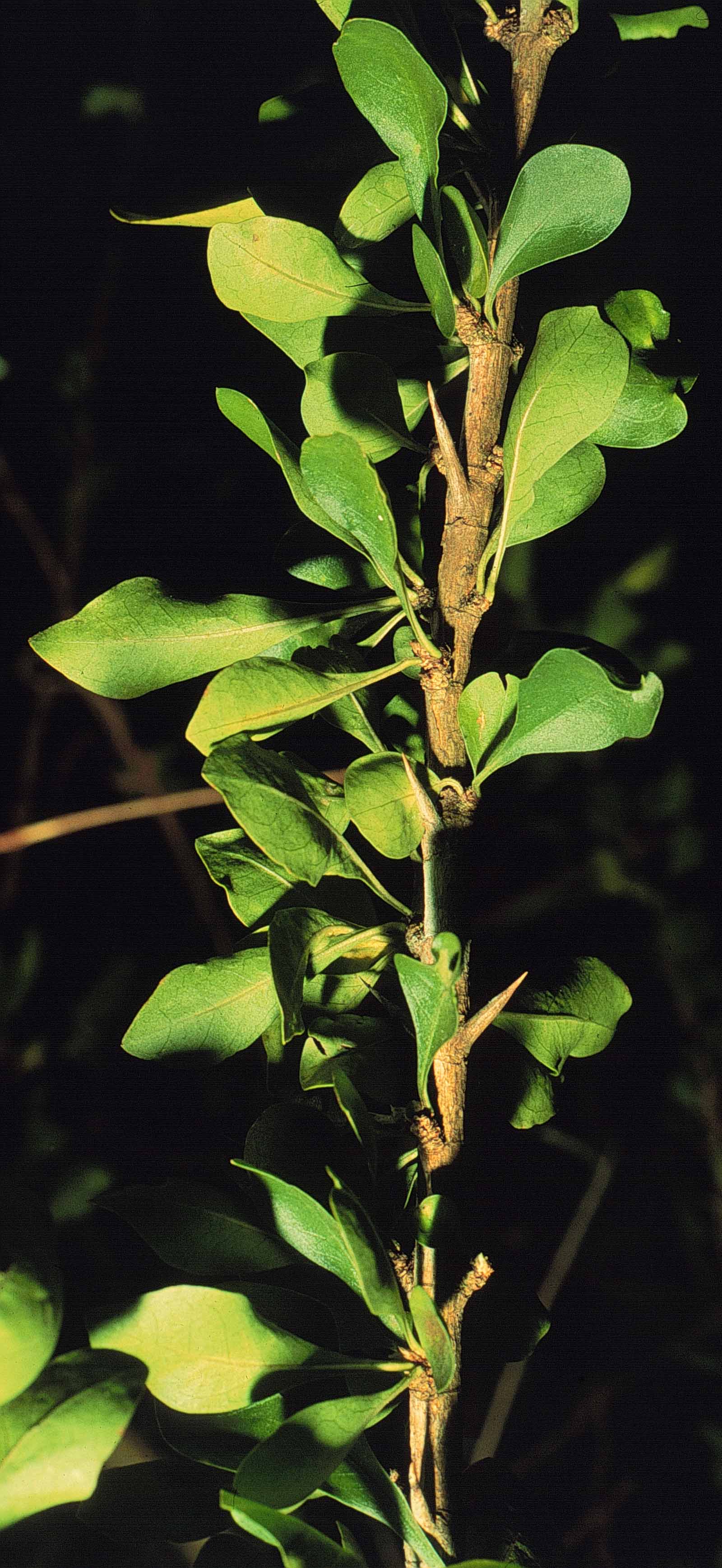 Randia thurberi 26 Setiembre 1998